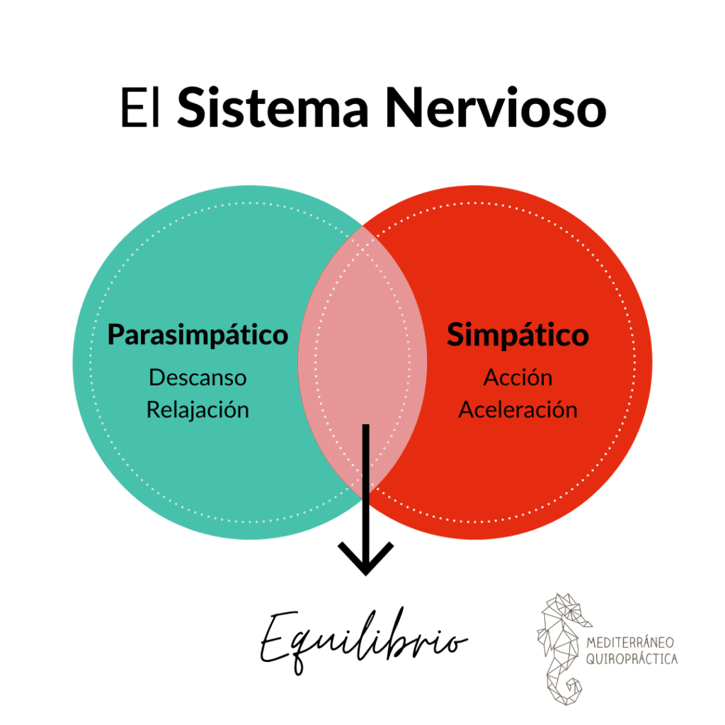 Sistema nervioso simpático y parasimpático - Mediterráneo Quiropráctica