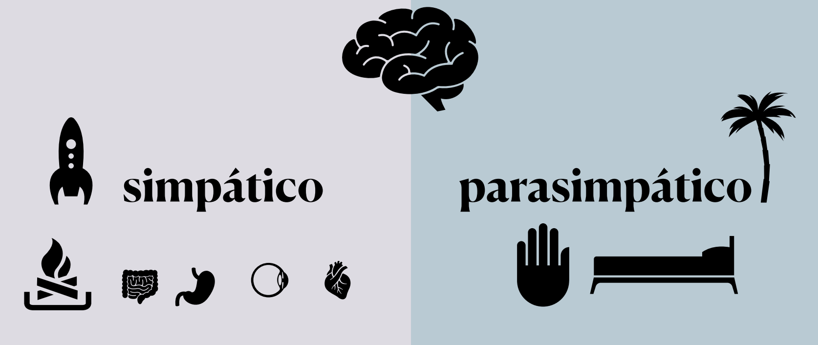 Sistema nervioso simpático y parasimpático - Mediterráneo Quiropráctica